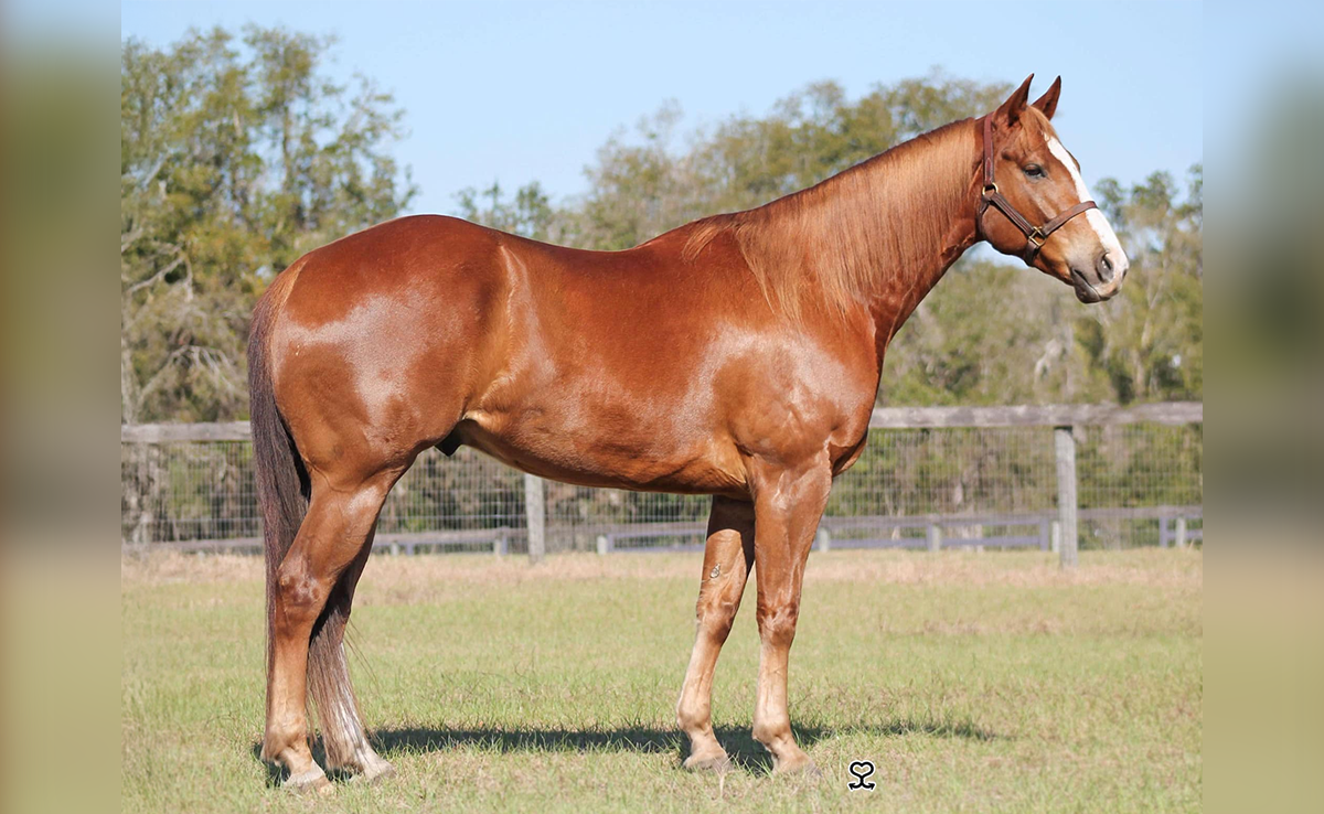 L#1906 Firewater Freak - 2020 Sorrel Gelding (Carrizzo x A Freaky ...