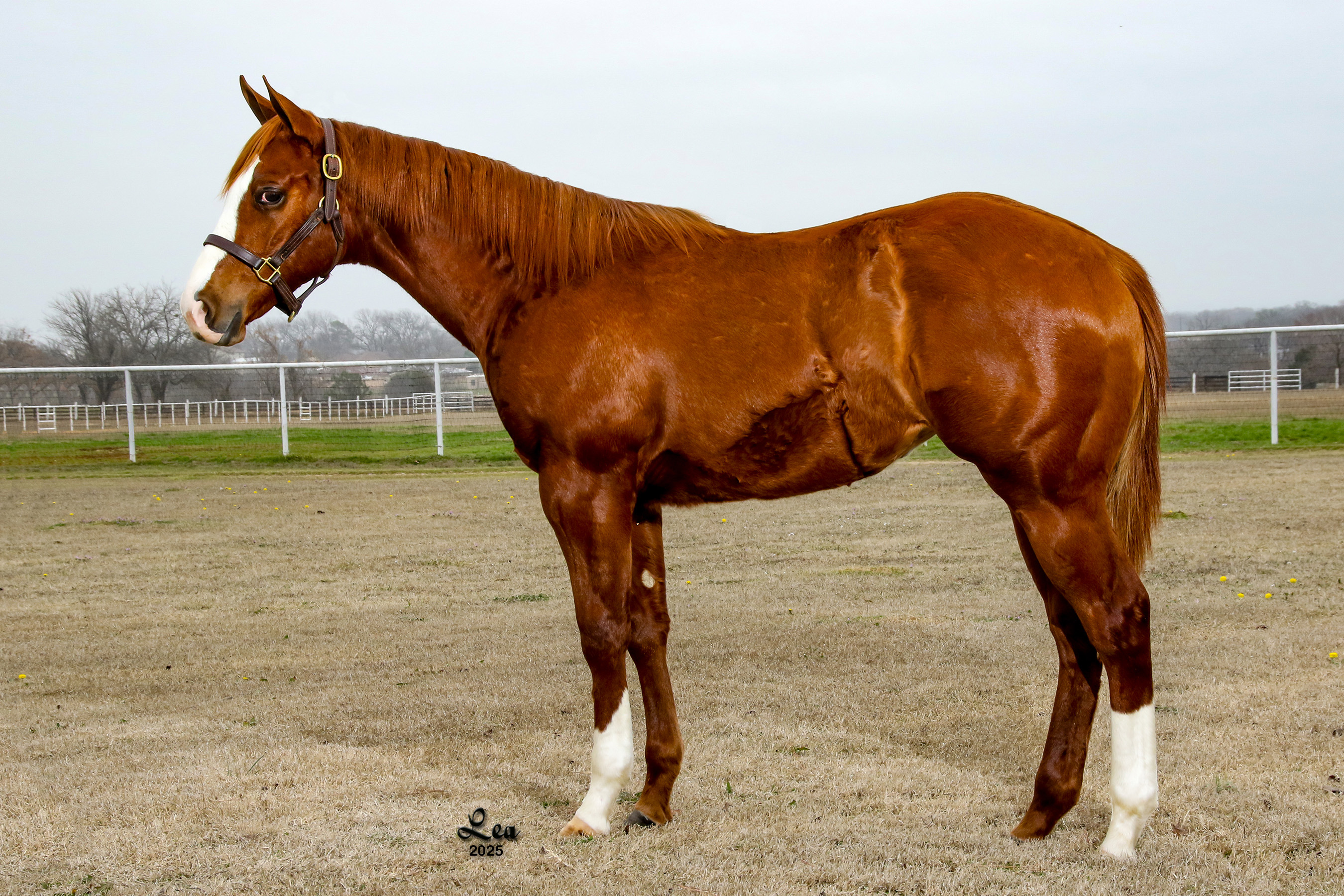L#4989 Name Pending - 2024 Sorrel Mare (Shawne Bug Leo x Ms Diamond For ...