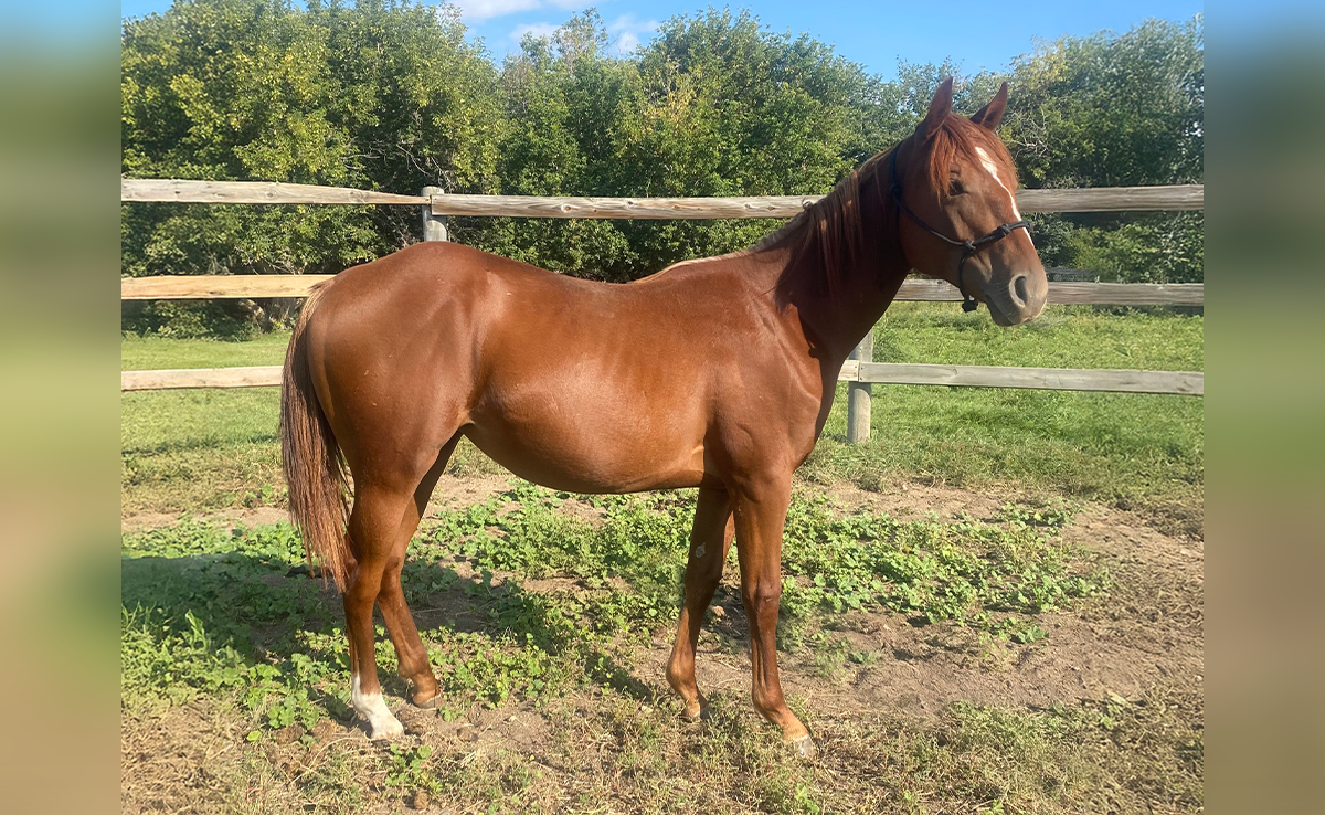 L#4739 Shining To The Max - 2024 Sorrel Mare (Shining Famous x Perks ...