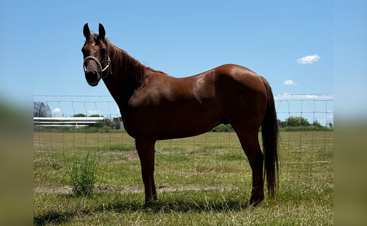 L#4204 Welcometotheflitshow - 2021 Sorrel Gelding (Cachaca Flit x Deans ...