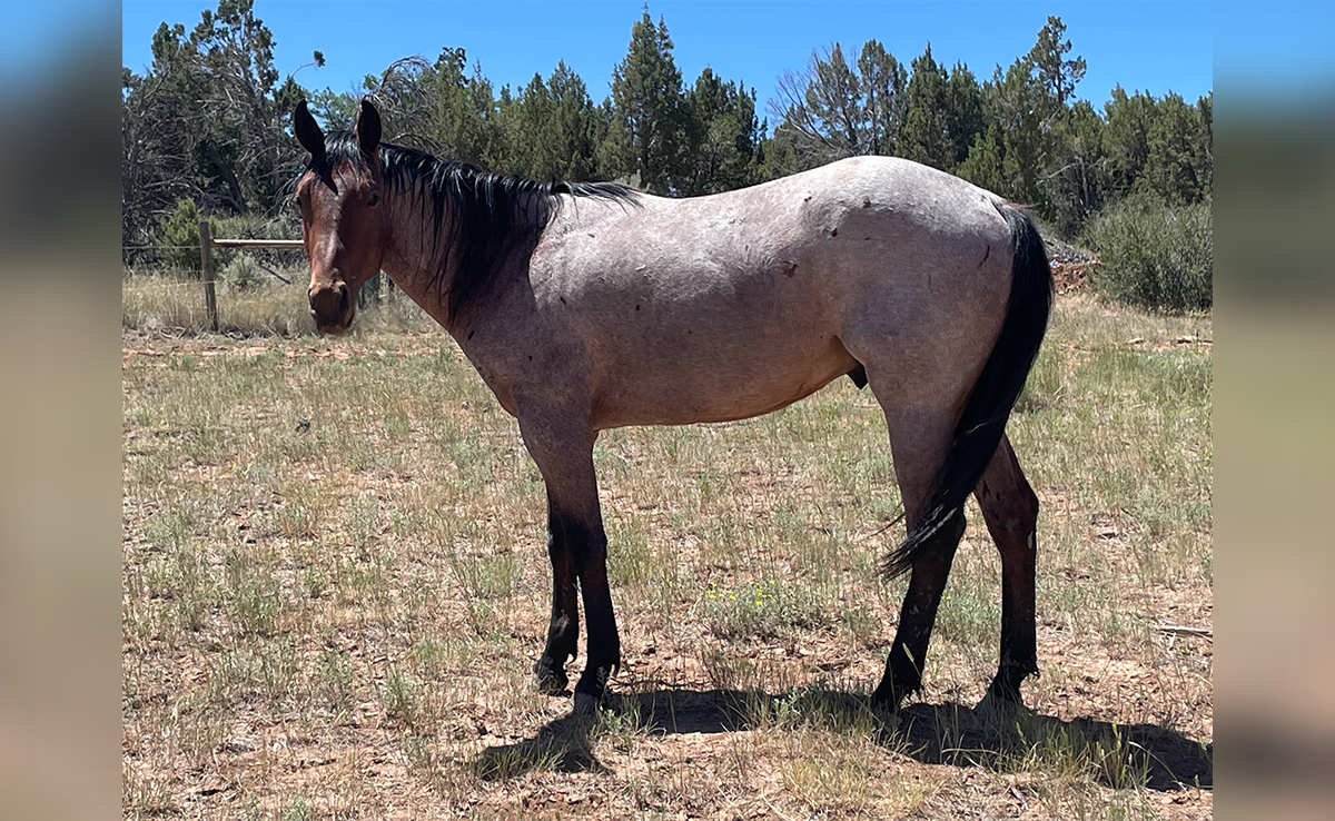 L#3821 RS Rolling Frost - 2023 Bay Roan Gelding (High Rolling Husky x ...