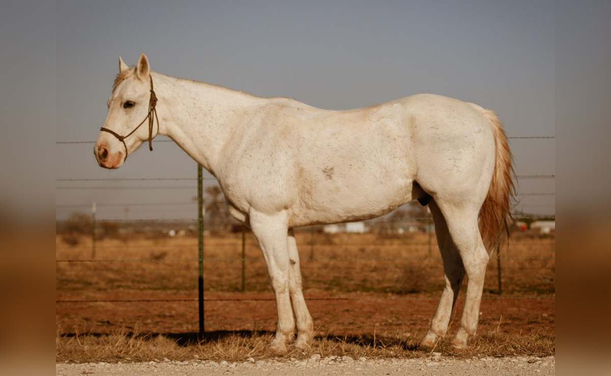 L#2677 Mr Peppy Special - 2009 Gray Gelding (Mr Sky Mate x Colored ...