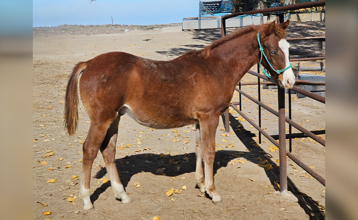 L#5974 Dualin Stars - 2025 Sorrel Stallion (Arc Gunnabeabigstar x Dual ...