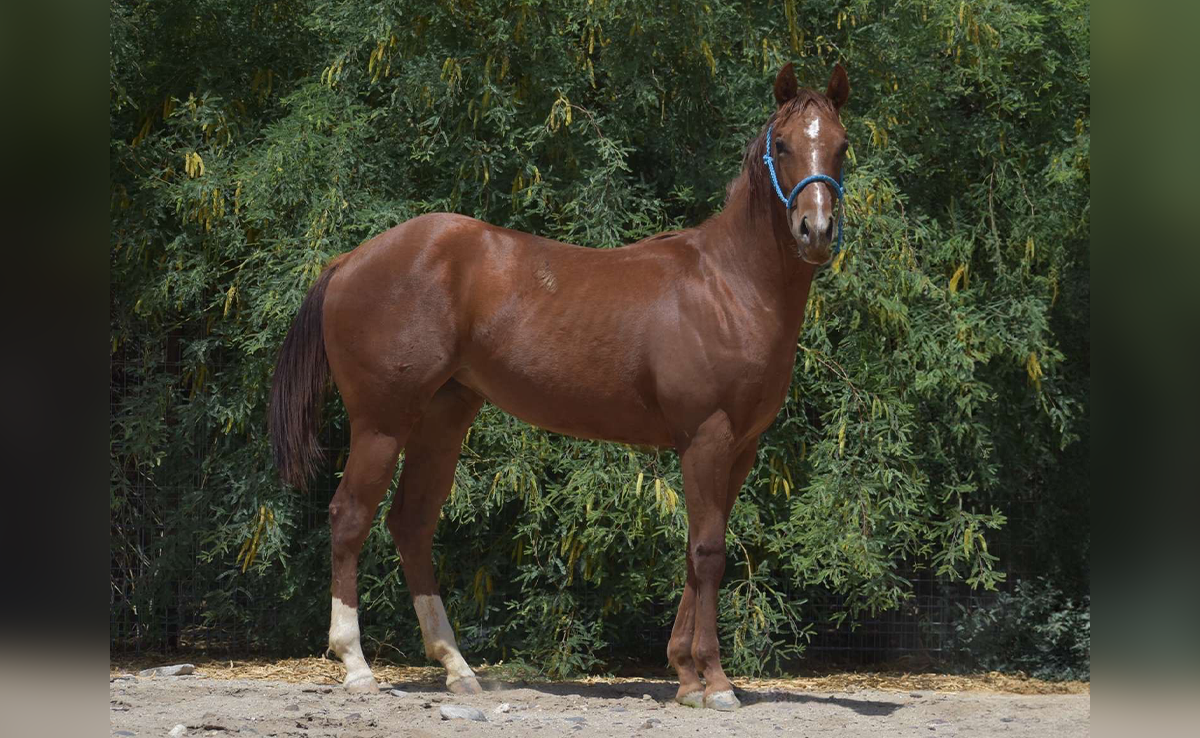 L#1721 Miss Poppy Stinson - 2024 Sorrel Mare (Eddie Stinson x Popcorn ...