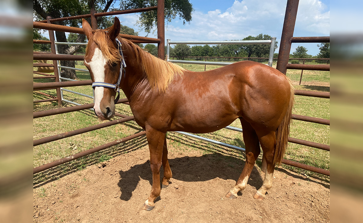 L#4365 Bullseyes Fame - 2024 Sorrel Gelding (Bullseye Bullion x I Favor ...