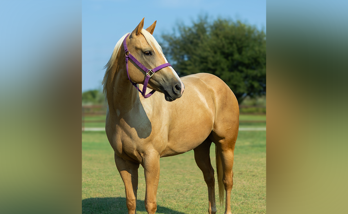 L#4756 Leonas Flittin Fame - 2022 Palomino Mare (Shawne Bug Leo x Yells ...