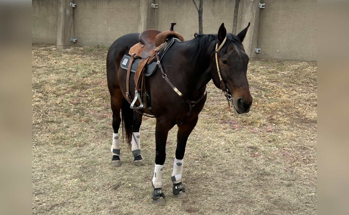 L#4339 Amr Bennie Anda Jets - 2012 Brown Gelding (Tivio Poco King x Amr Jets Over Bethel ...
