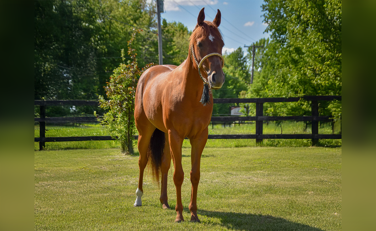 L#3175 Bubbly Feeling - 2023 Sorrel Mare (Jl Dash Ta Heaven x Ms Mollie Malone, The Down Side ...