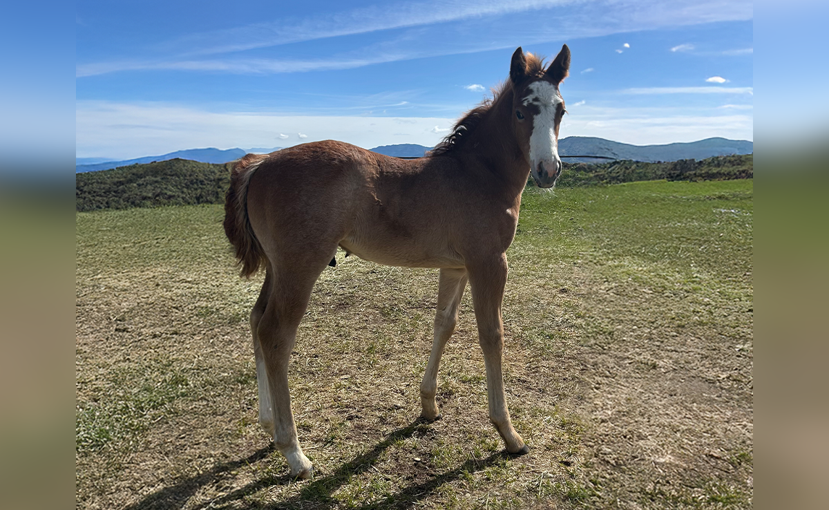 L#3061 Jd Crash N Burn - 2025 Sorrel Stallion (Tkw Runaway Fame x ...