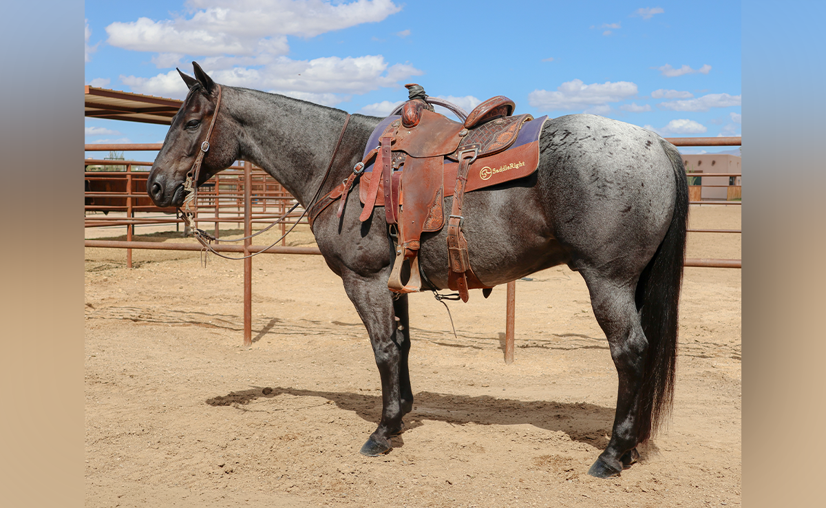 L#5436 Metallic Scoot - 2021 Blue Roan Gelding (Metallic Malice x ...