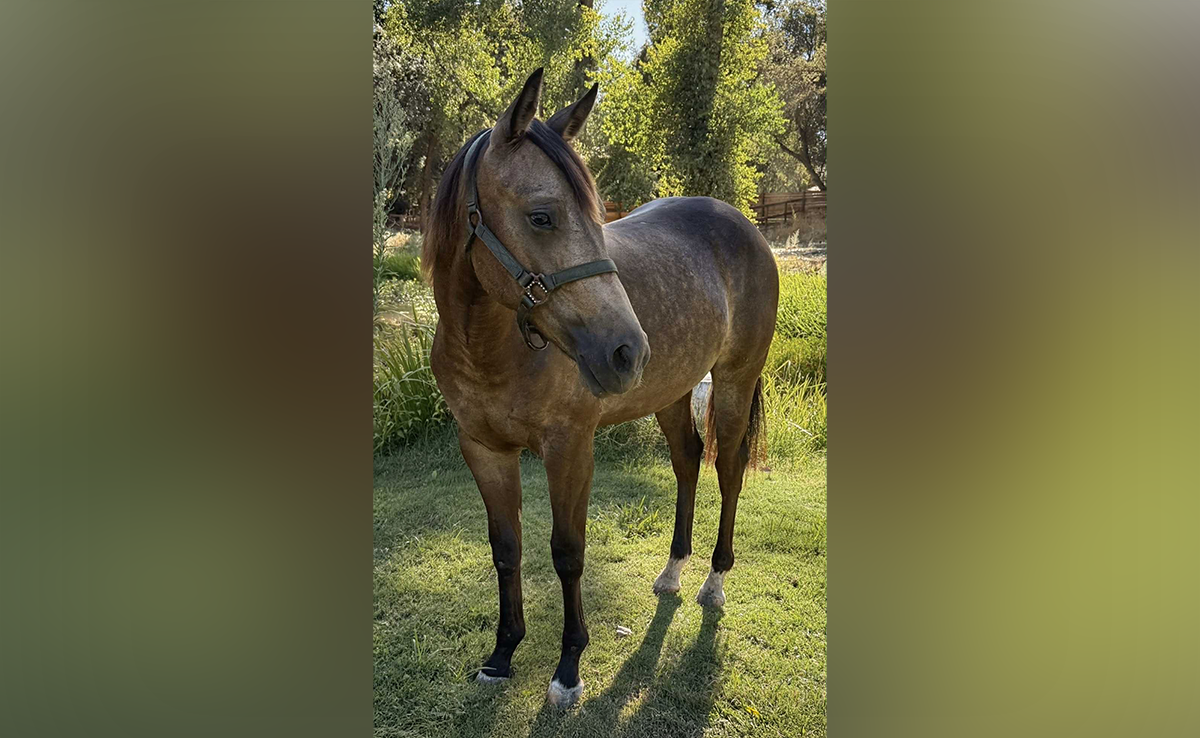 L#4220 Dreams Dunn Cometrue - 2024 Buckskin Gelding (Tomcat Chex x ...